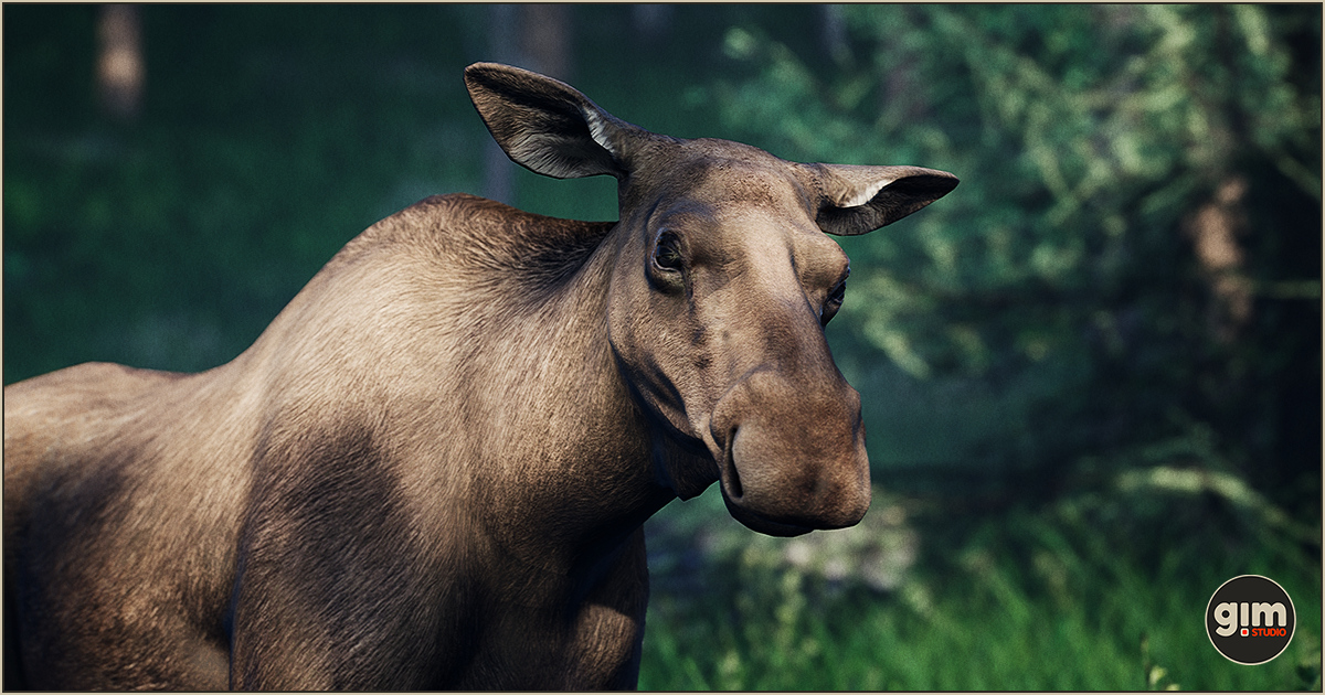Animalia - Moose (female) | 3D Animals | Unity Asset Store