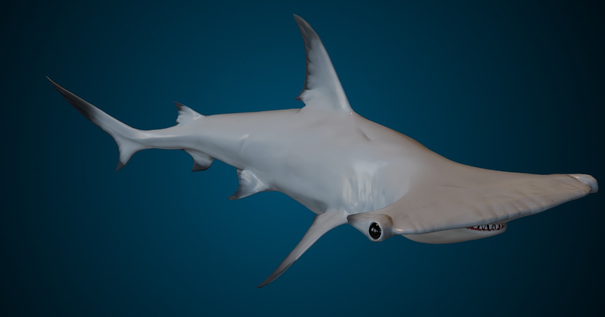 Animated Hammerhead Shark (02) | Characters | Unity Asset Store