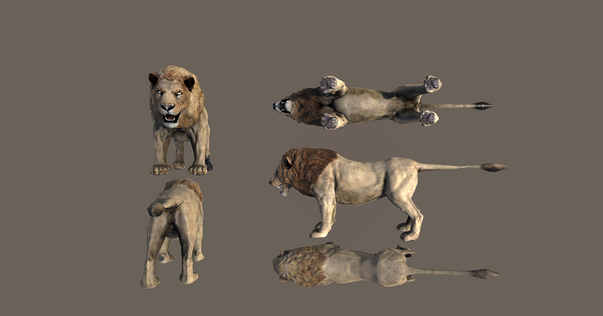 African Animal - Lion | Characters | Unity Asset Store