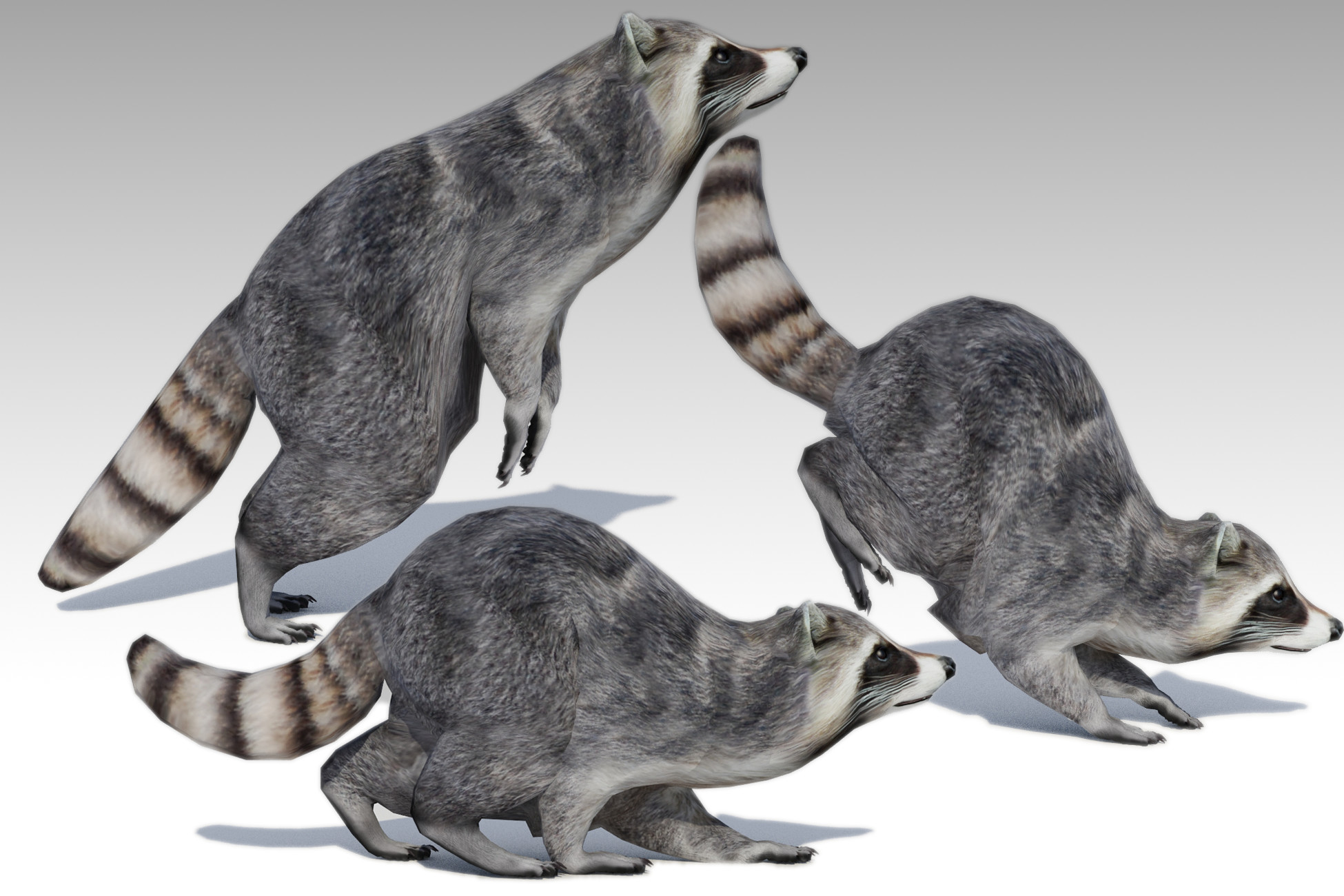 Raccoon Animated | 3D Animals | Unity Asset Store