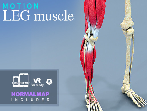 LEG Muscles Motion | 3D Characters | Unity Asset Store