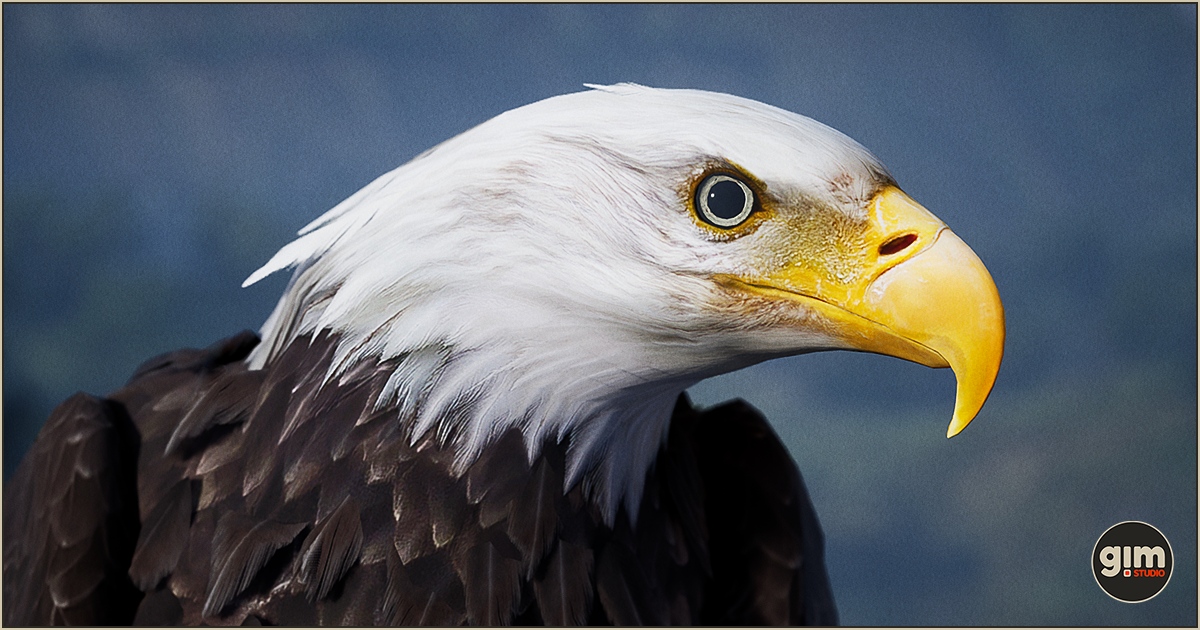 Animalia - Bald and Golden Eagle | Characters | Unity Asset Store