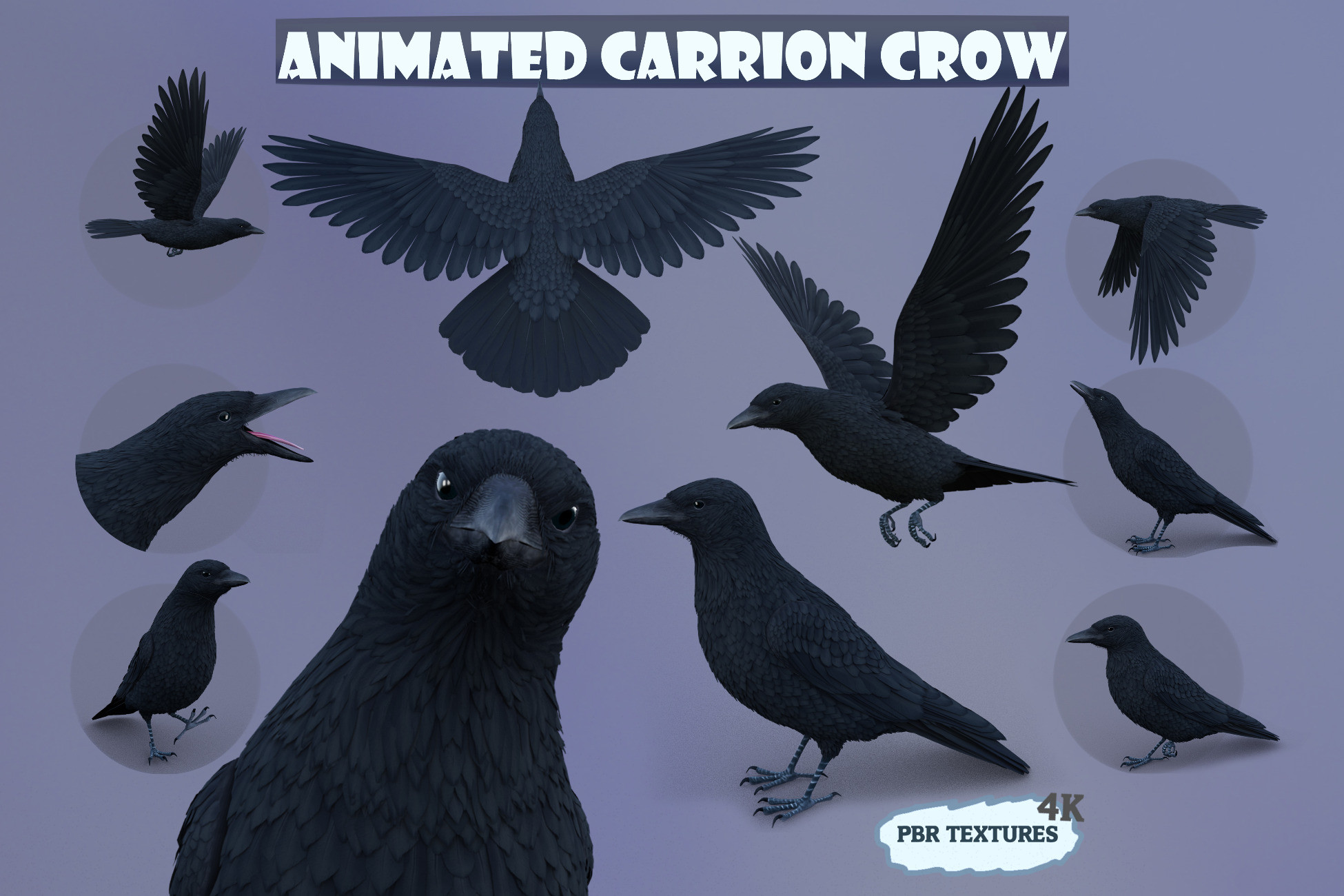 Realistic Animated Carrion Crow | Characters | Unity Asset Store
