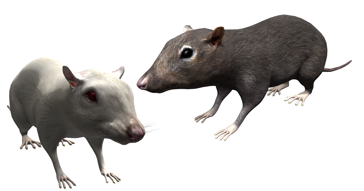 Rat | Characters | Unity Asset Store