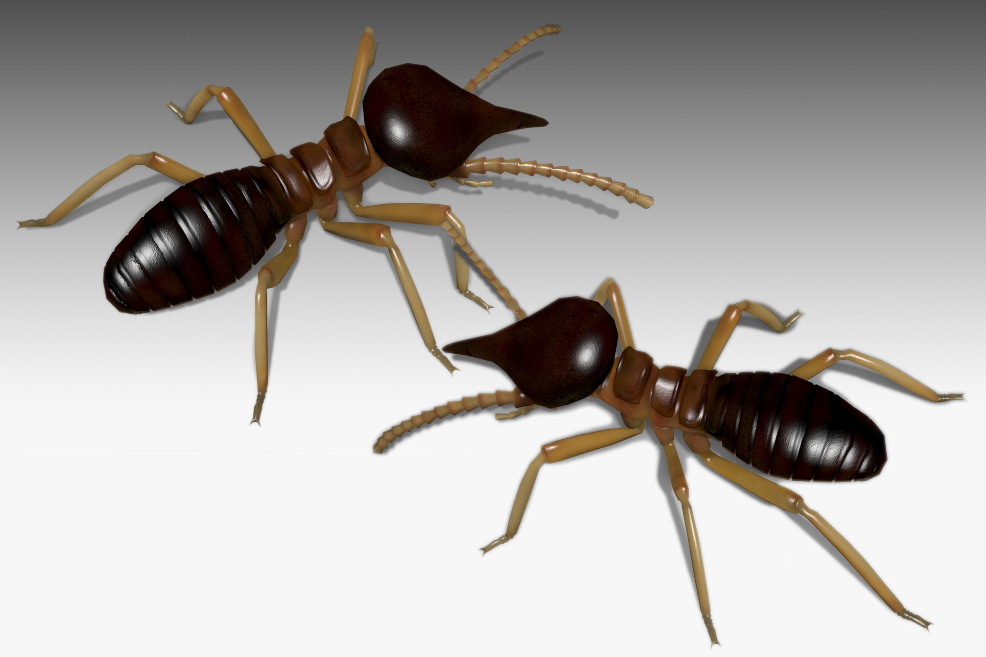 Nasute Termite | Characters | Unity Asset Store