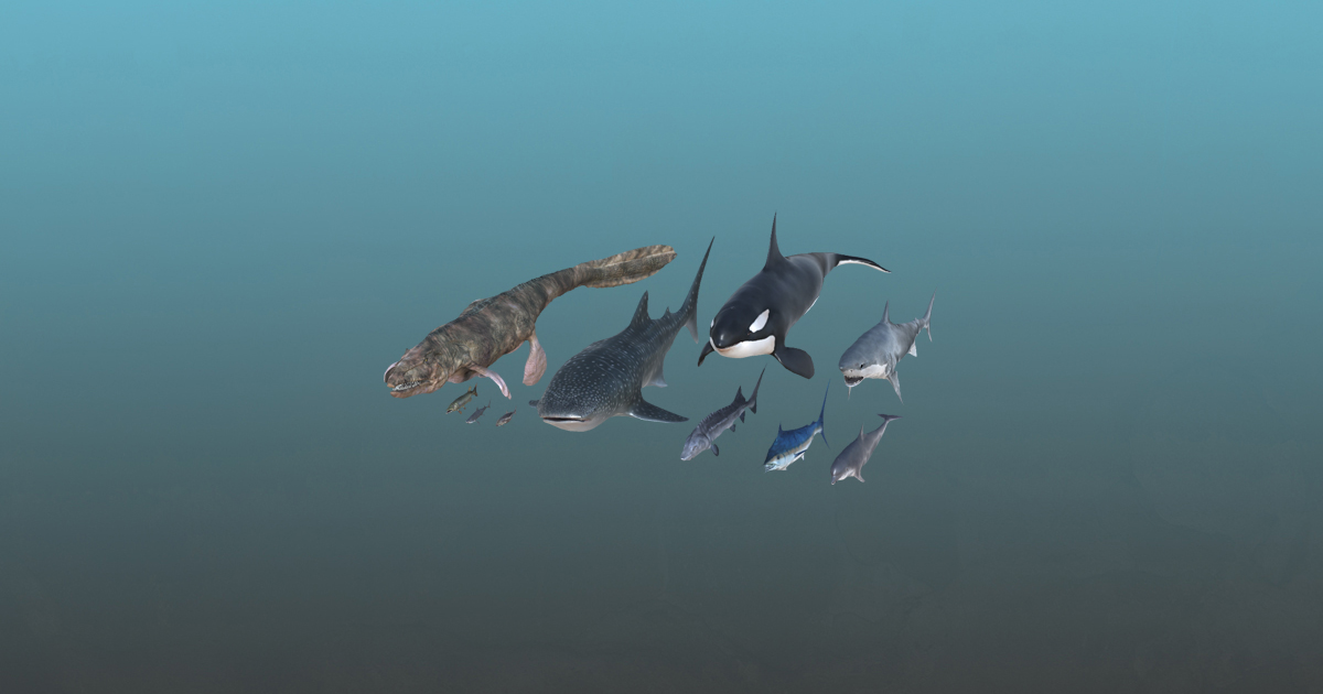 Water Animals Pack | 3D Characters | Unity Asset Store