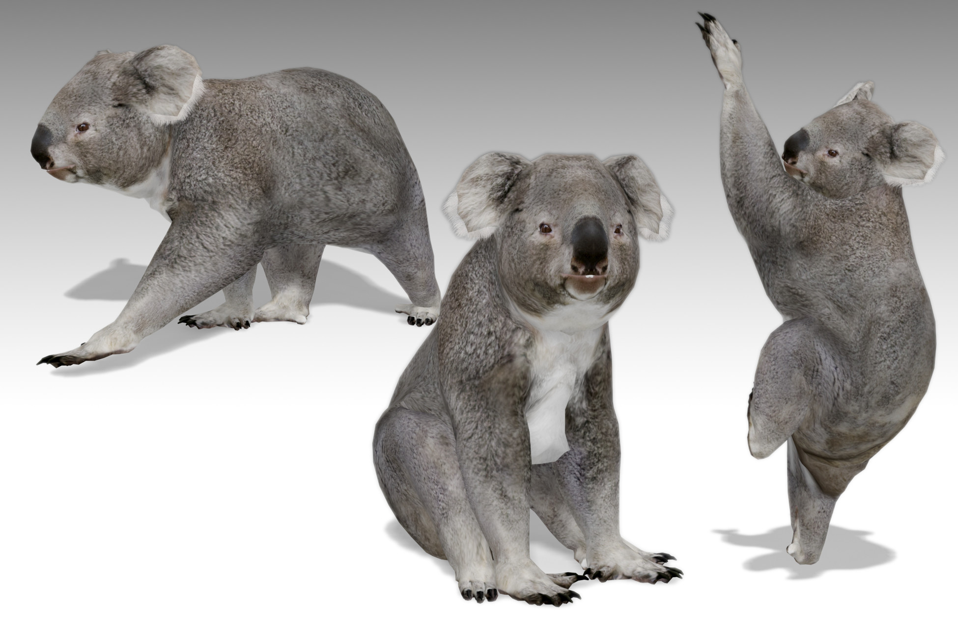 Koala Animated | Characters | Unity Asset Store