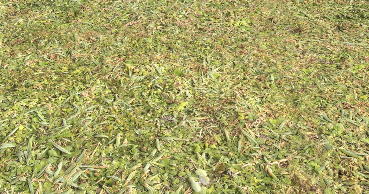 Forest Ground Textures Pack 6 | 2D テクスチャ＆マテリアル | Unity Asset Store