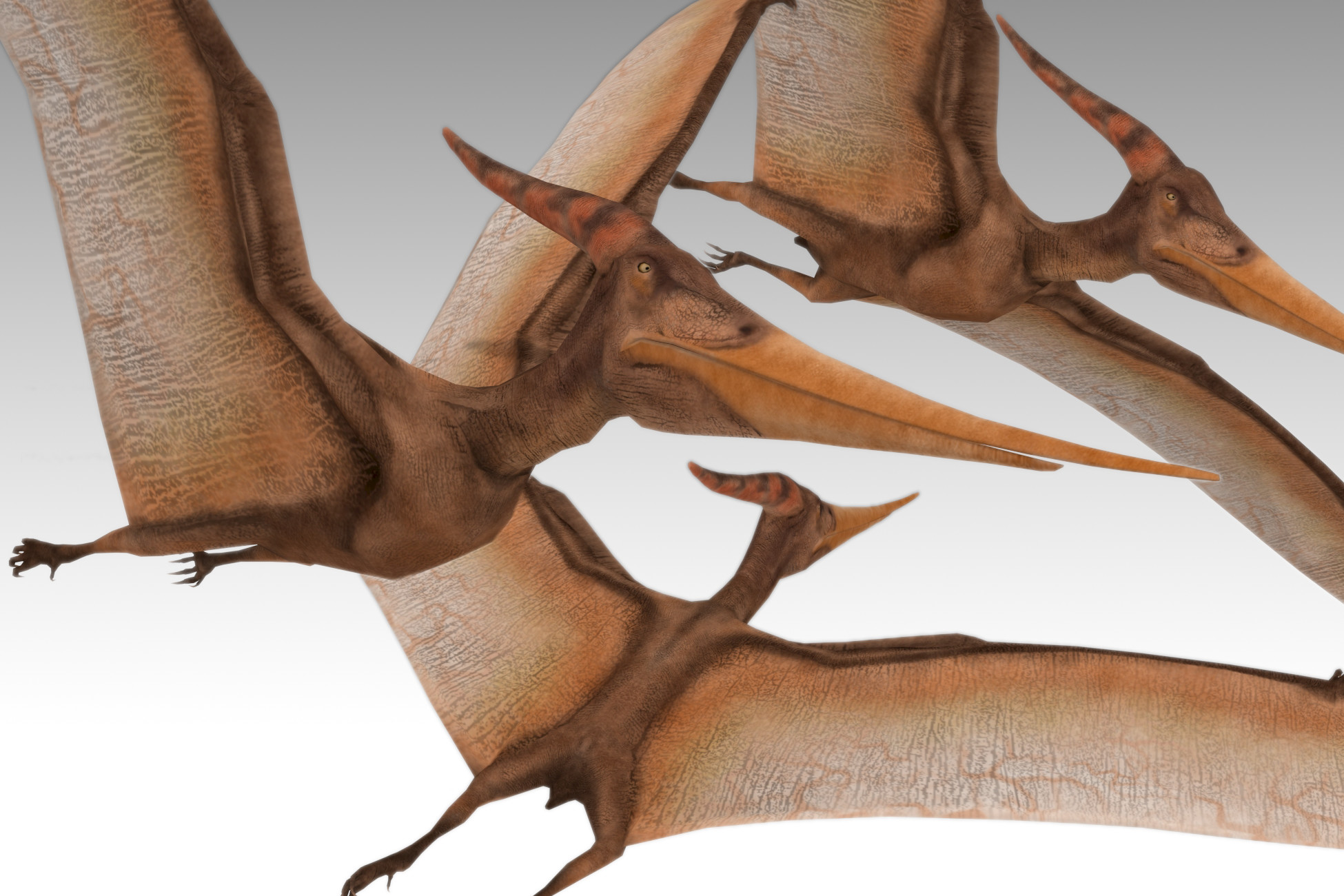 Pteranodon Animated | Characters | Unity Asset Store