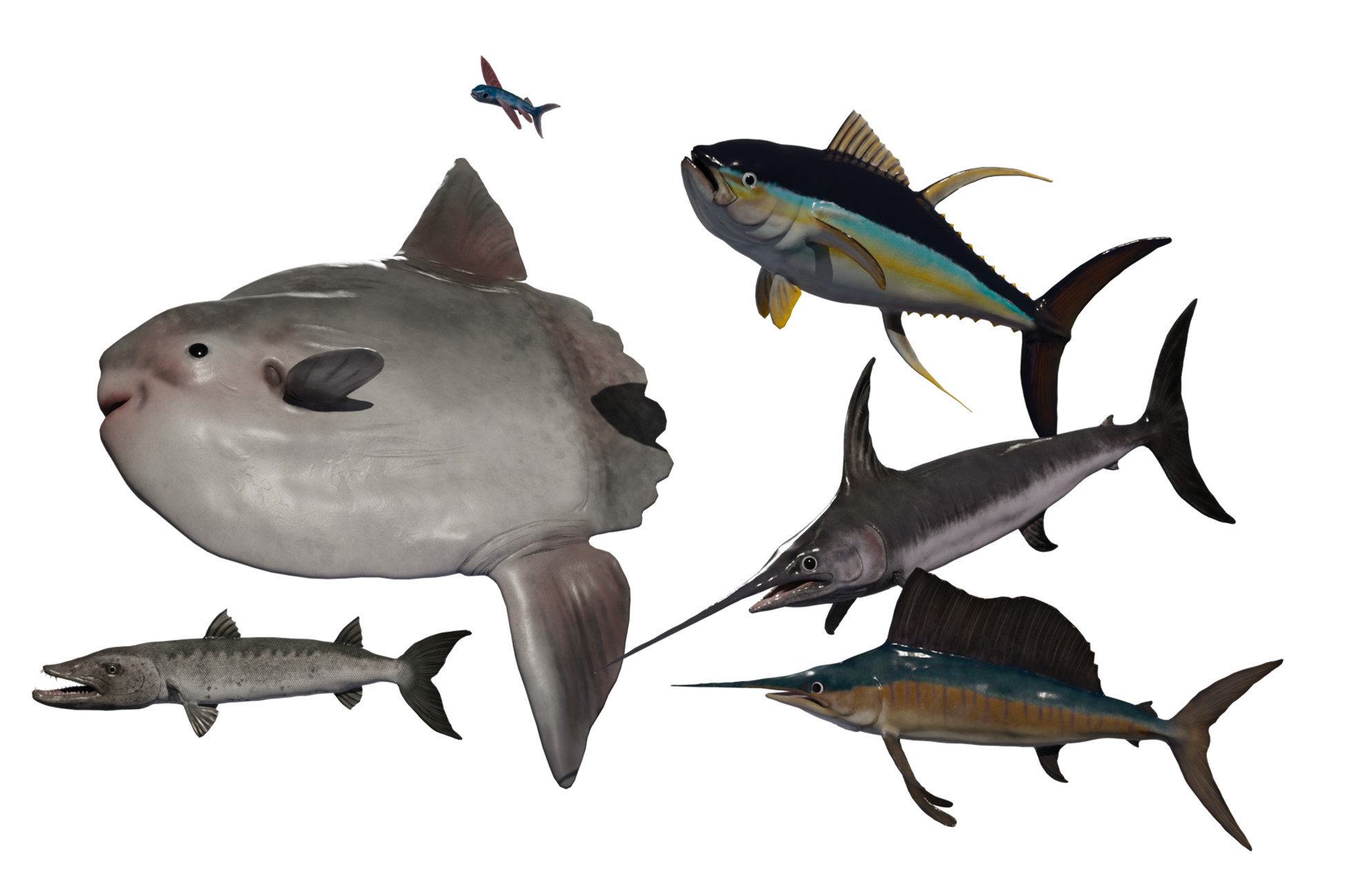 Sea fish pack | Characters | Unity Asset Store