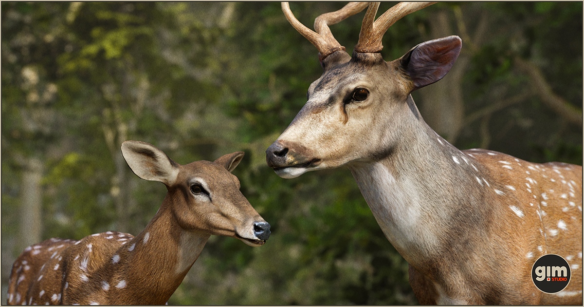 Animalia - Chital (pack) | 3D Animals | Unity Asset Store