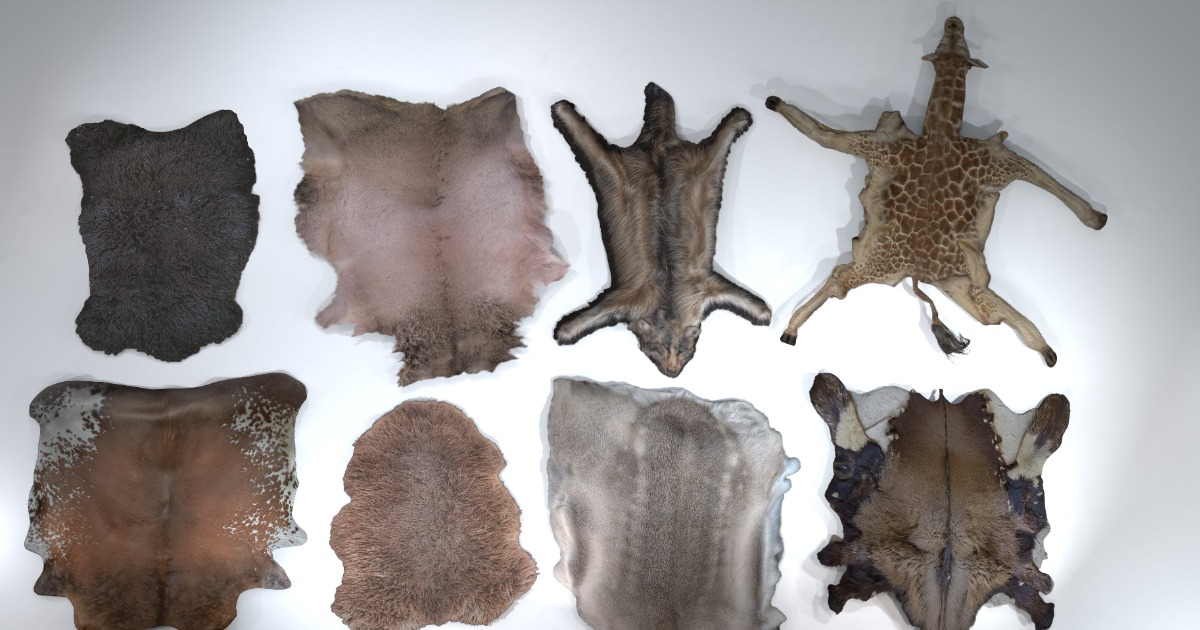 Animal pelts volume 4: giraffe, wolf, stag, reindeer, sheep, bull ...
