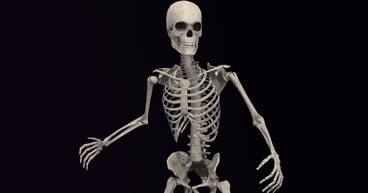 Human Skeleton | 3D 角色 | Unity Asset Store