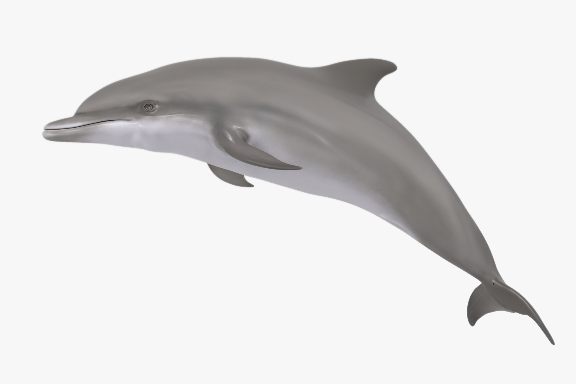 Bottlenose Dolphin (Animated) | Characters | Unity Asset Store