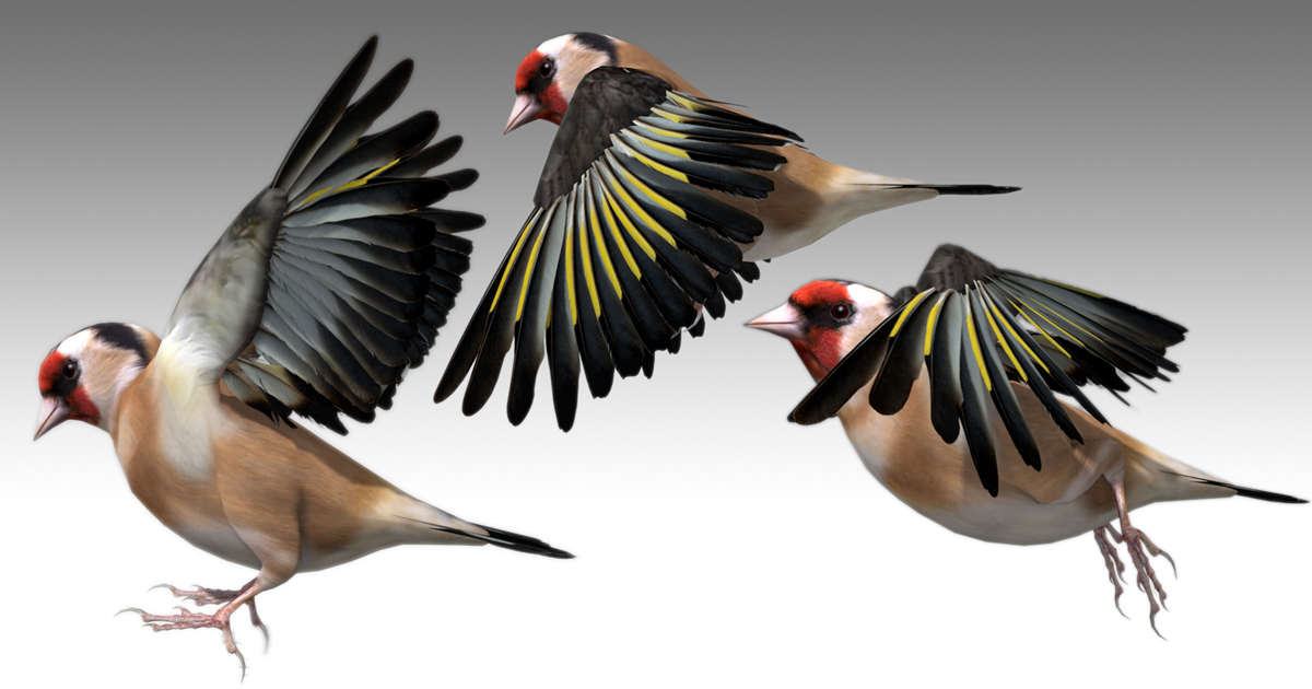 Goldfinch | Characters | Unity Asset Store