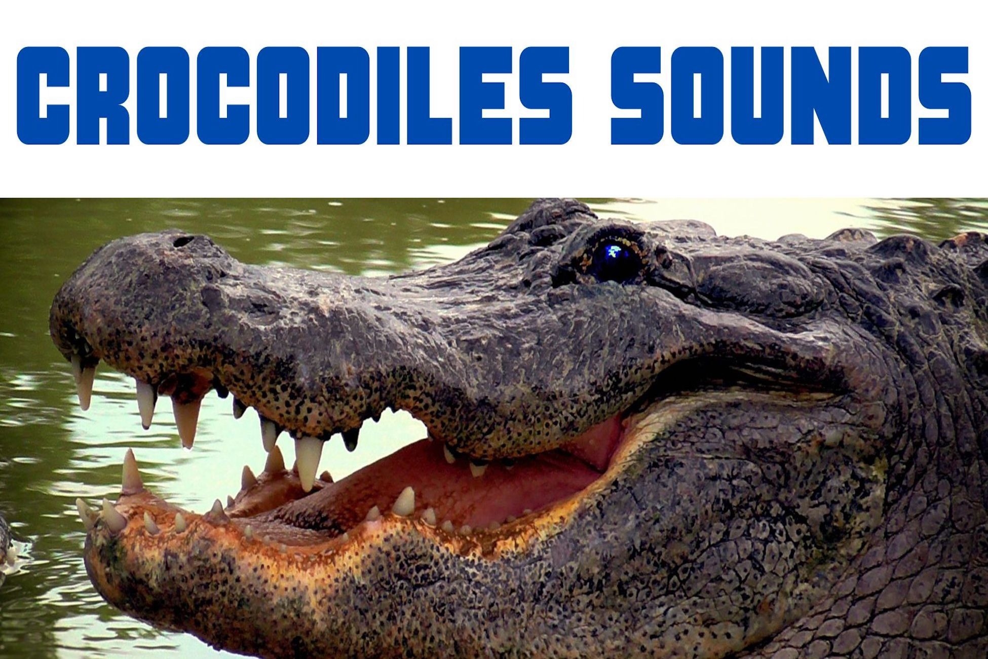 TERRYFING CROCODILES SOUNDS | Audio Sound FX | Unity Asset Store