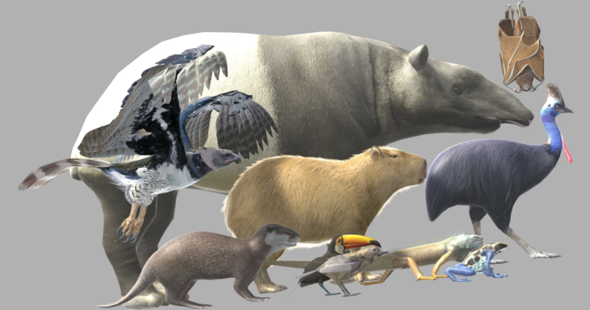 Rainforest Animals pack | 3D Animals | Unity Asset Store