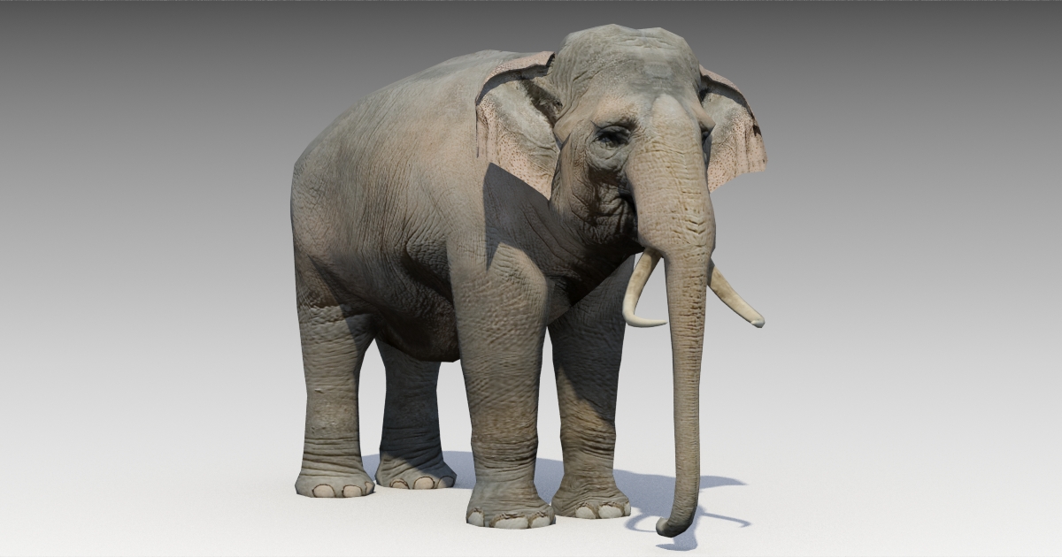 Asian Elephant Animated | キャラクター | Unity Asset Store