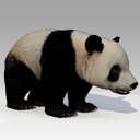 Giant Panda Animated
