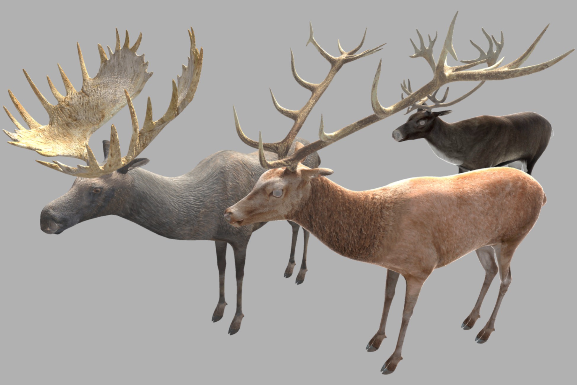 Deer, Caribou and Moose | Characters | Unity Asset Store