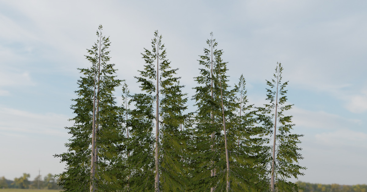 Northern Spruce Pack | 3D 나무 | Unity Asset Store