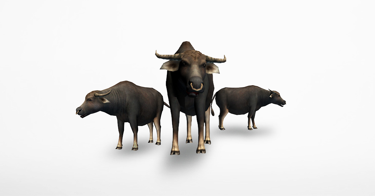 Low Poly Cattle | 3D Animals | Unity Asset Store