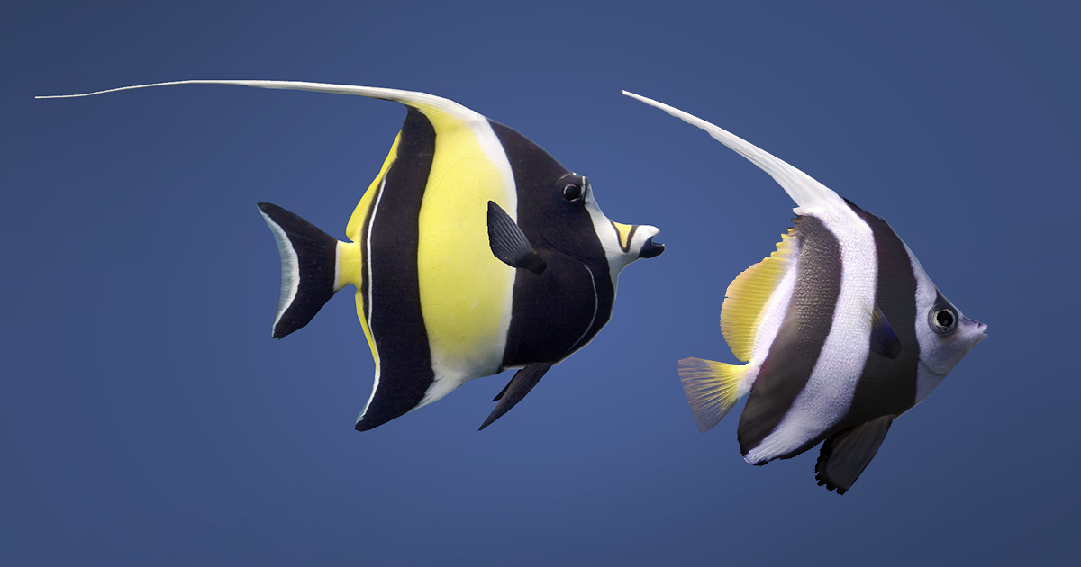 Moorish and Bannerfish | 캐릭터 | Unity Asset Store