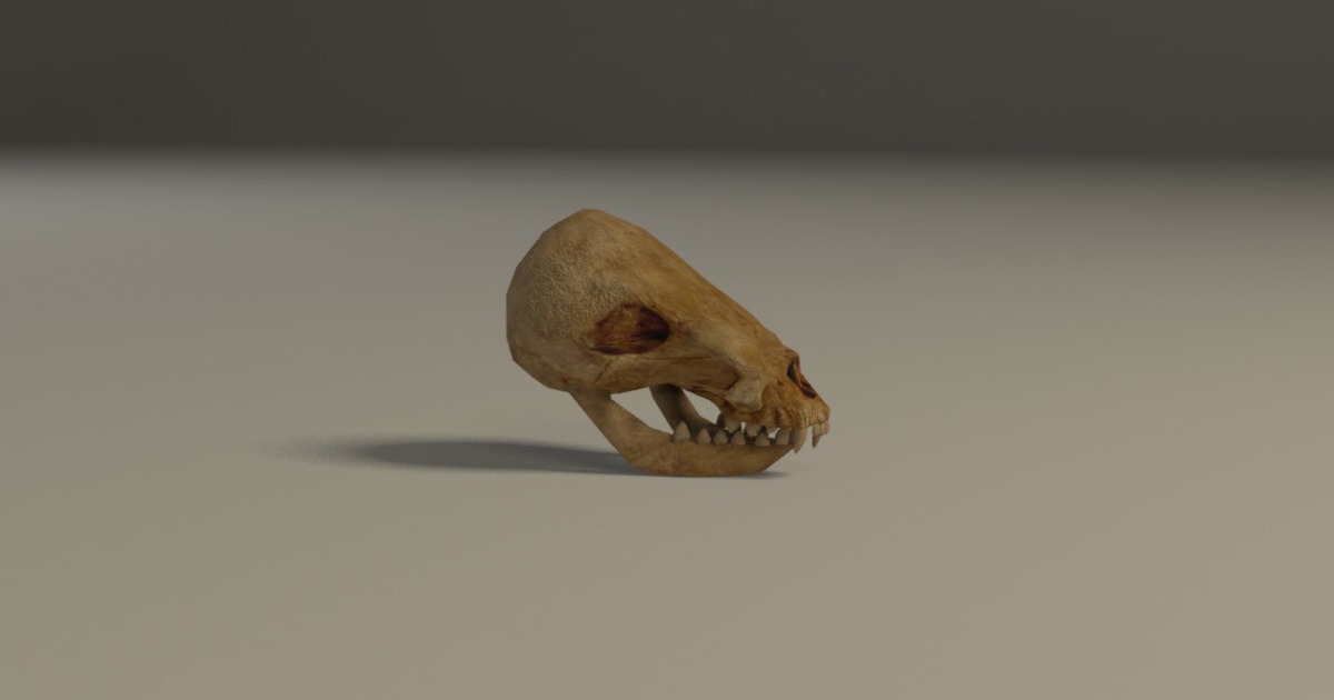 Animal skull | 3D Animals | Unity Asset Store
