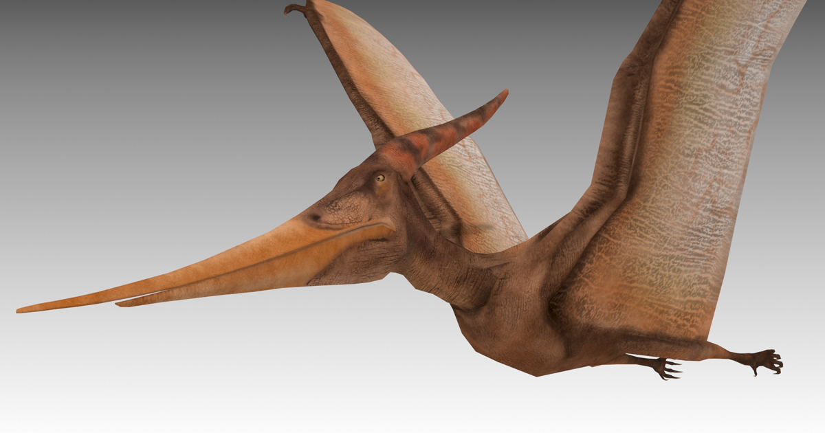 Pteranodon Animated | 角色 | Unity Asset Store