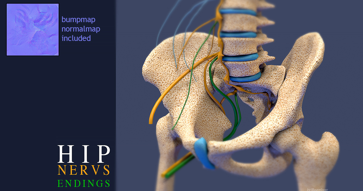 Hip Nerves Endings | 3D Characters | Unity Asset Store