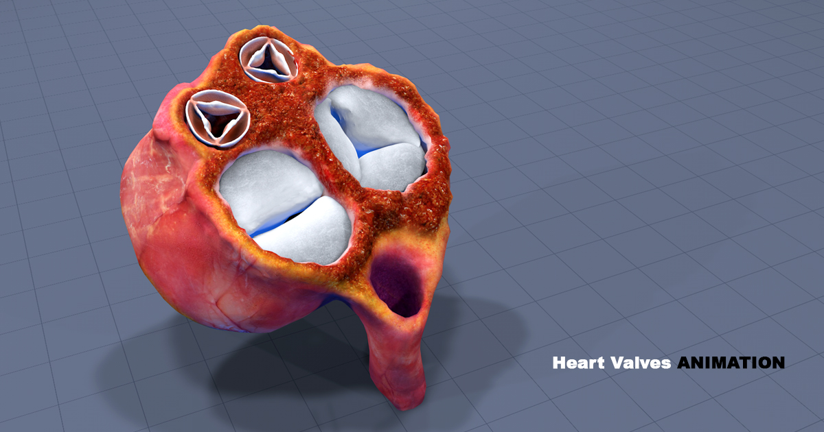 Heart Valves Animation | 3D Characters | Unity Asset Store