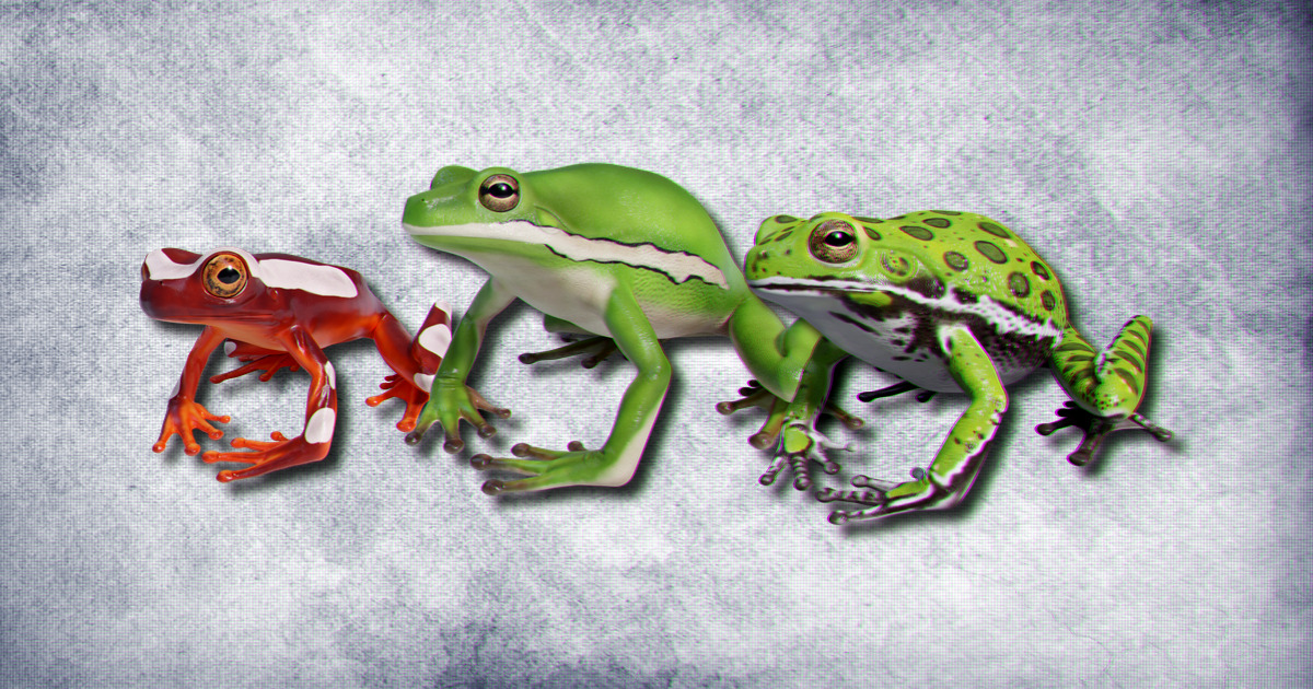 Animated Tree Frogs Volume 1 | 3D 동물 | Unity Asset Store