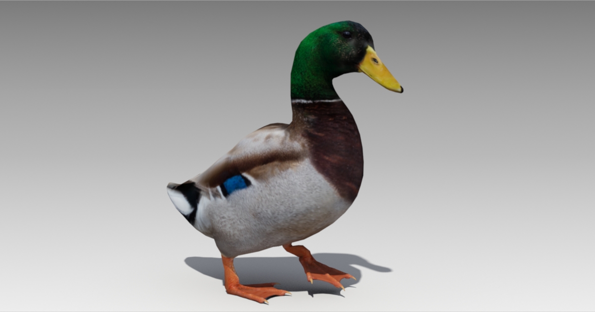Mallard Duck | Characters | Unity Asset Store
