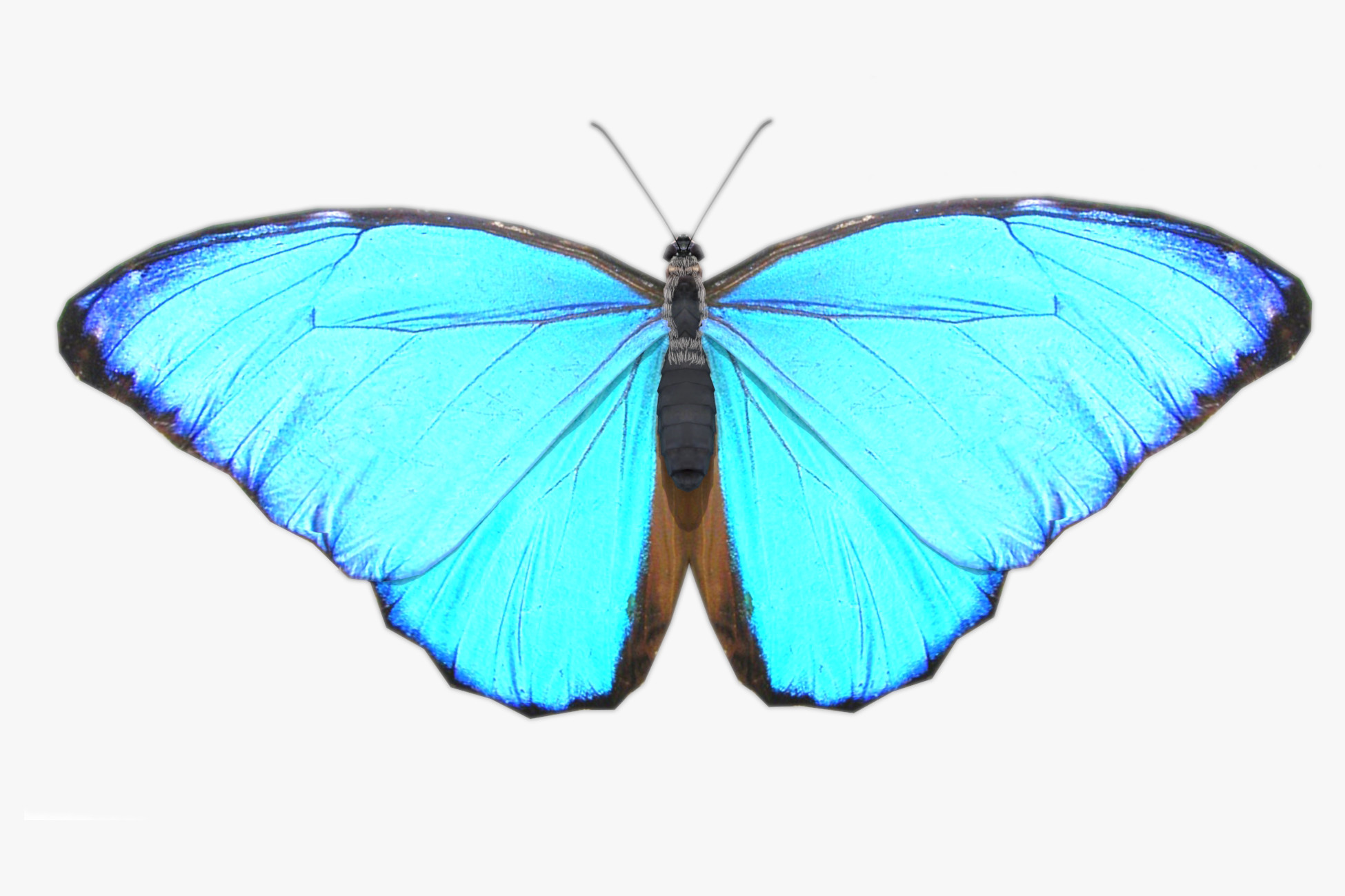 Blue Morpho Butterfly | Characters | Unity Asset Store