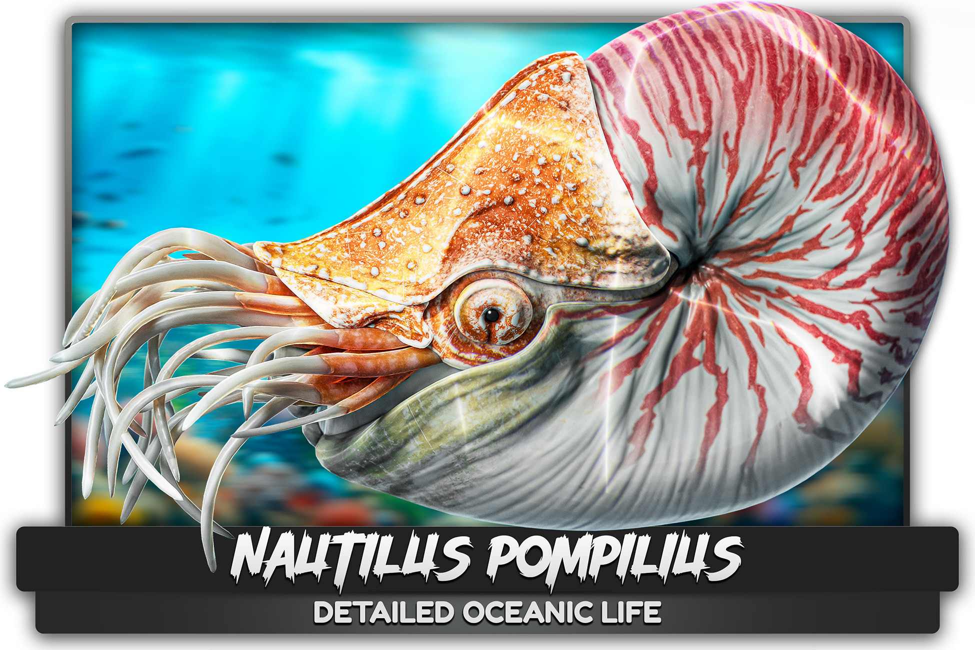 Nautilus Pompilius - Shell Mollusk - Underwater Tentacles - #44 ...