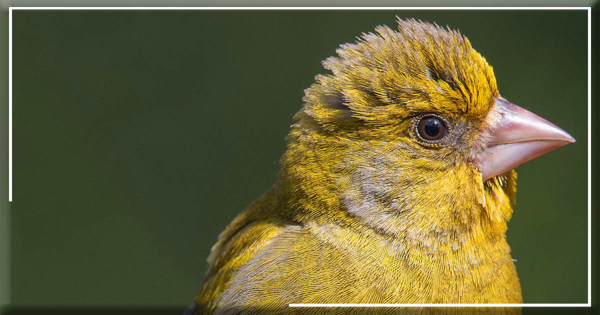 SFX Essentials 16 - BIRDS | Animals Sound FX | Unity Asset Store