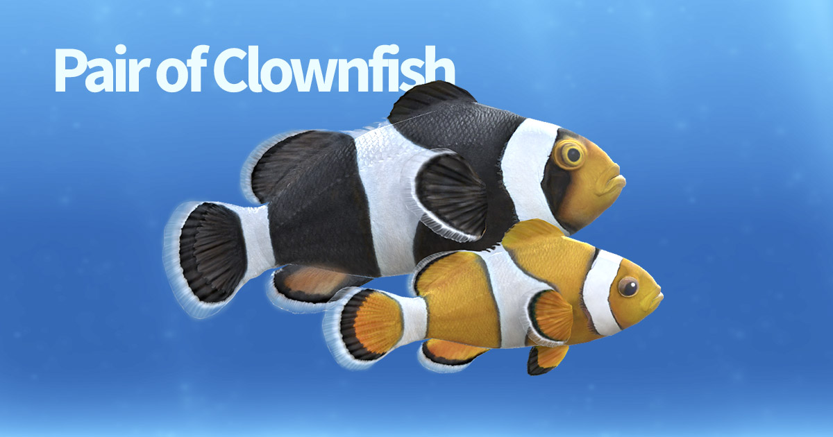 Pair of Clownfish | Characters | Unity Asset Store