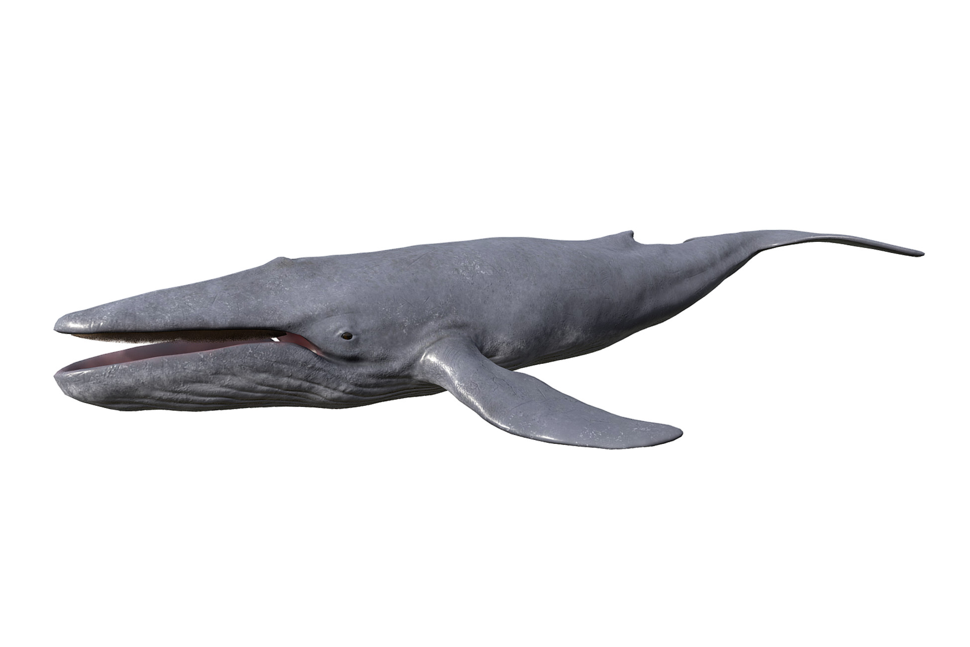 Realistic Blue Whale | Characters | Unity Asset Store
