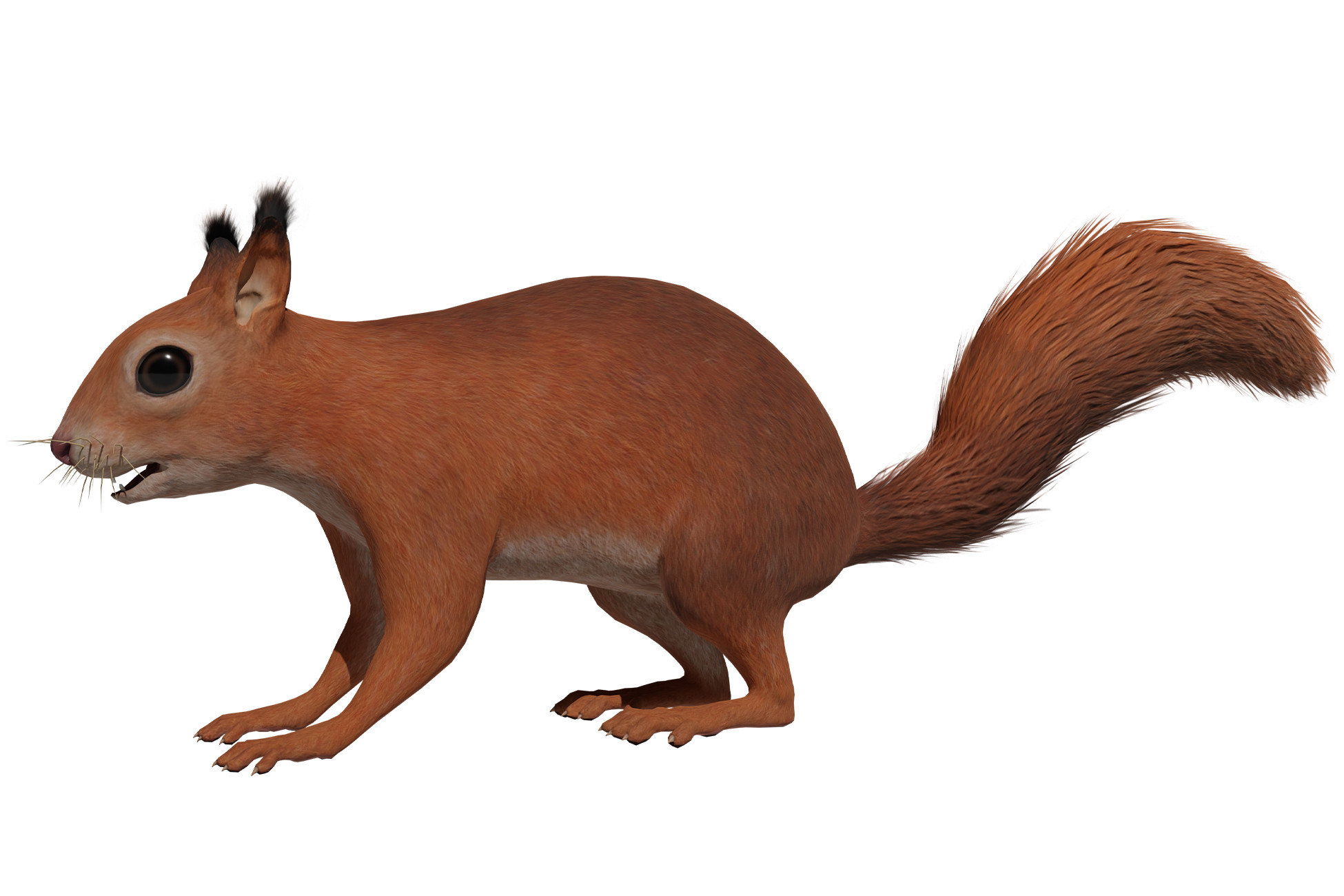 Squirrel red | Characters | Unity Asset Store