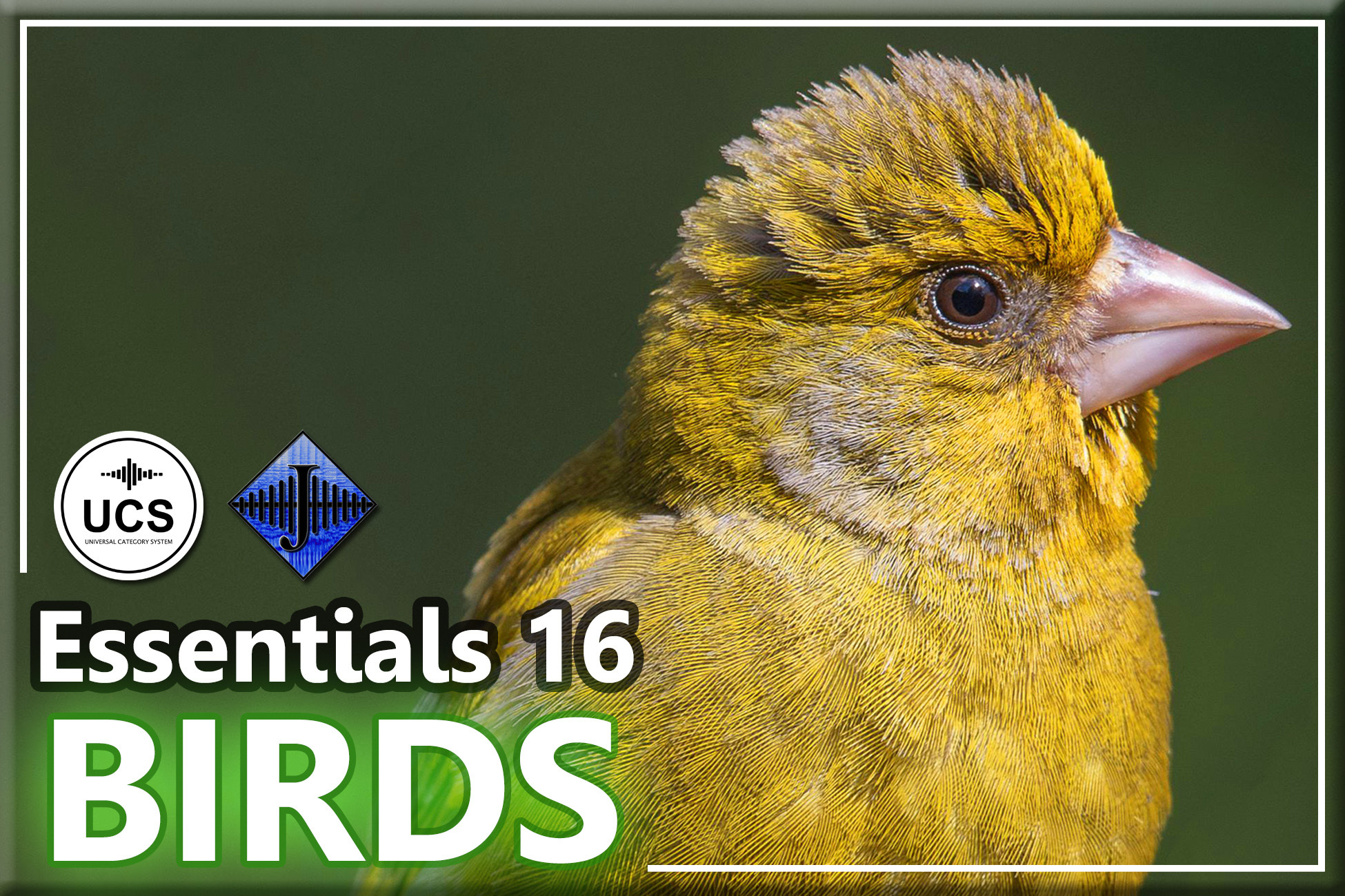 SFX Essentials 16 - BIRDS | Animals Sound FX | Unity Asset Store