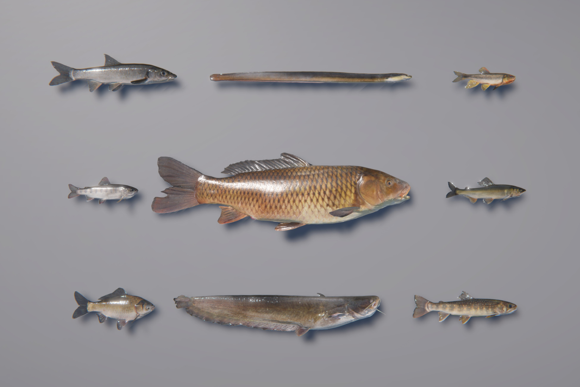 Japanese River Fish Pack | 캐릭터 | Unity Asset Store