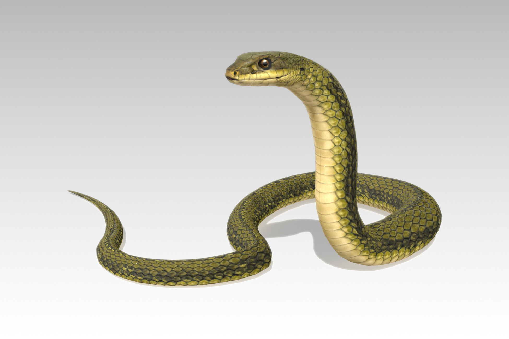 Snake (Animated) | 3D Characters | Unity Asset Store
