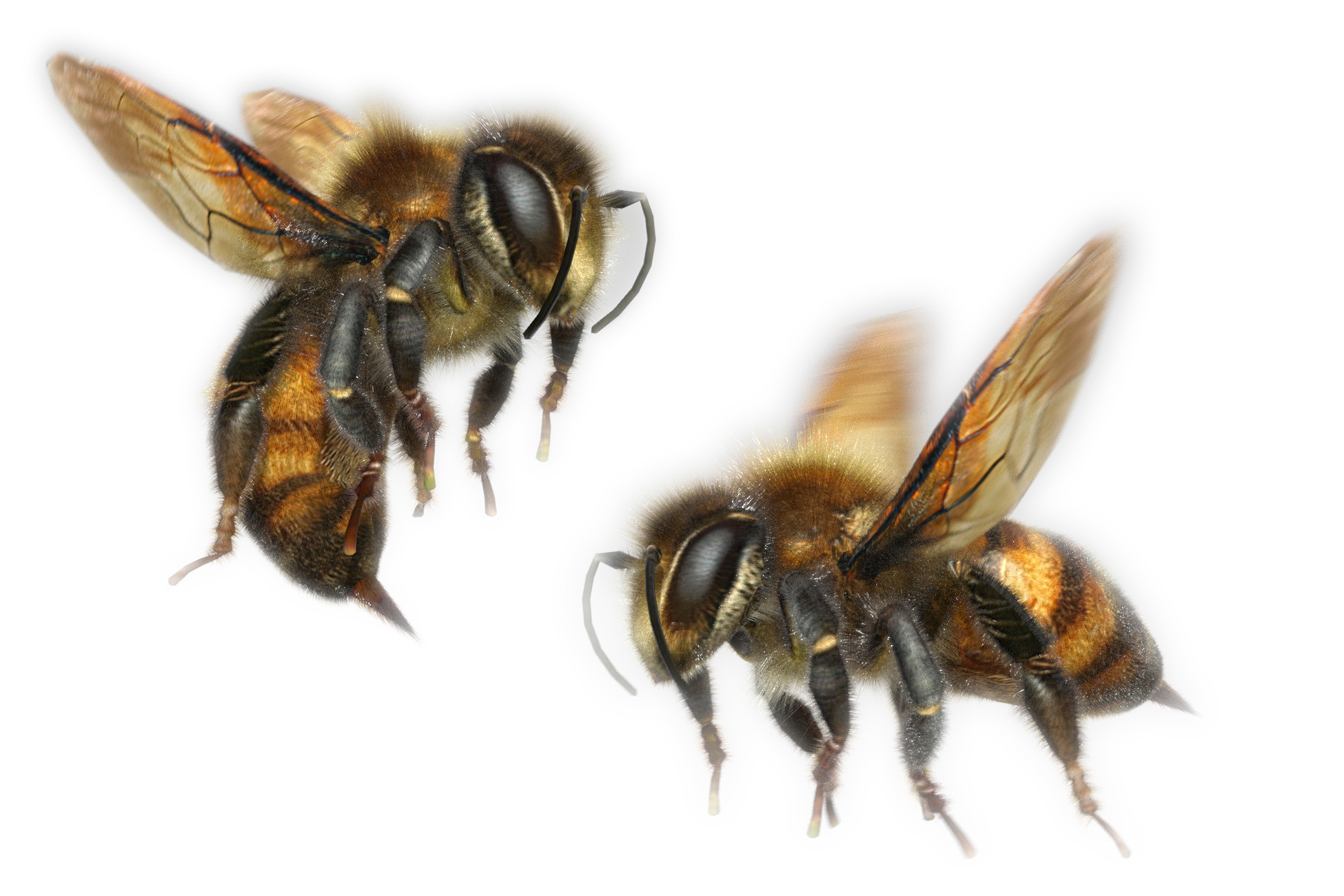 Honey Bee Animated | Characters | Unity Asset Store