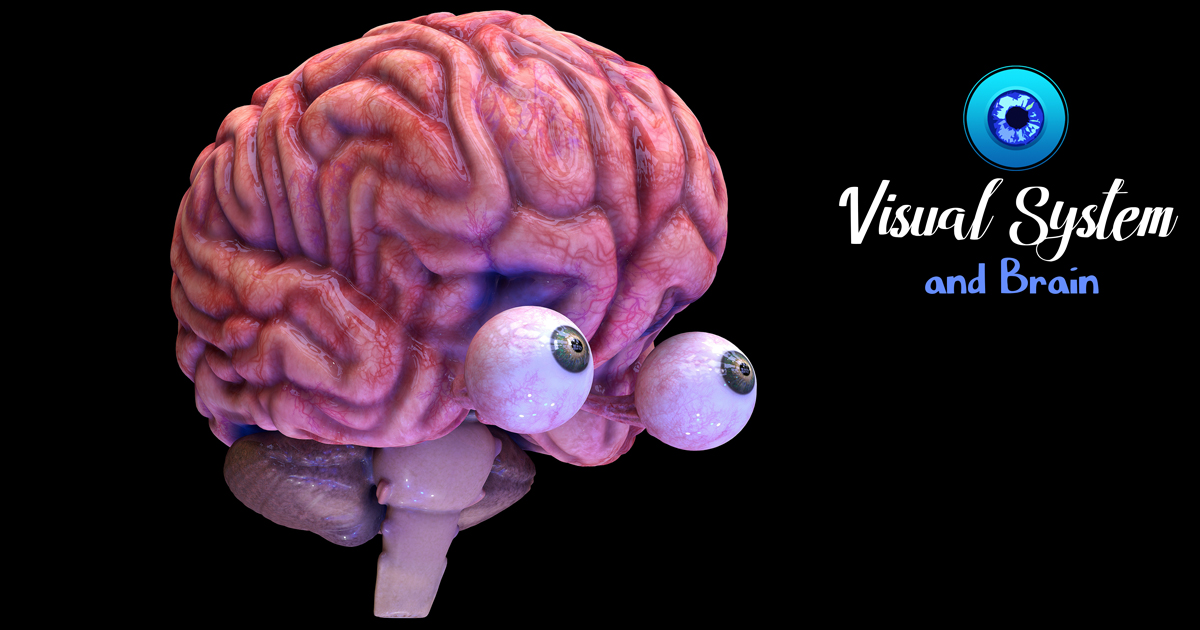 Visual System and Brain Animation | 3D Characters | Unity Asset Store