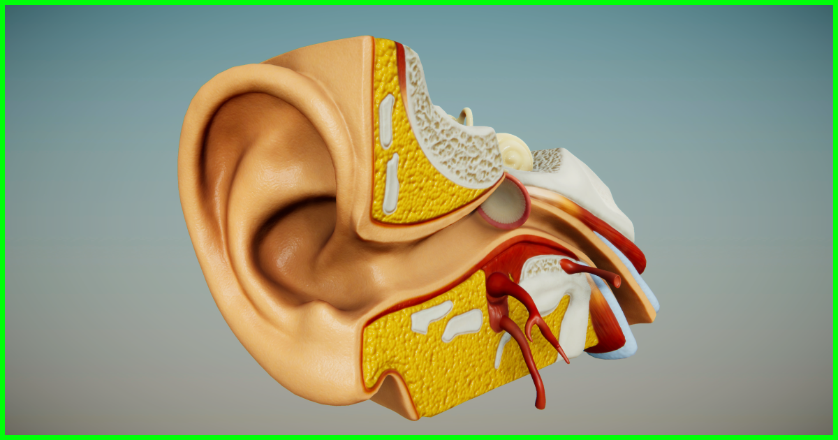 Human Ear Anatomy - PBR | 3D 휴머노이드 | Unity Asset Store