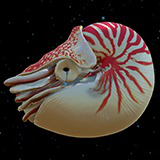 Nautilus : Deep Sea Life