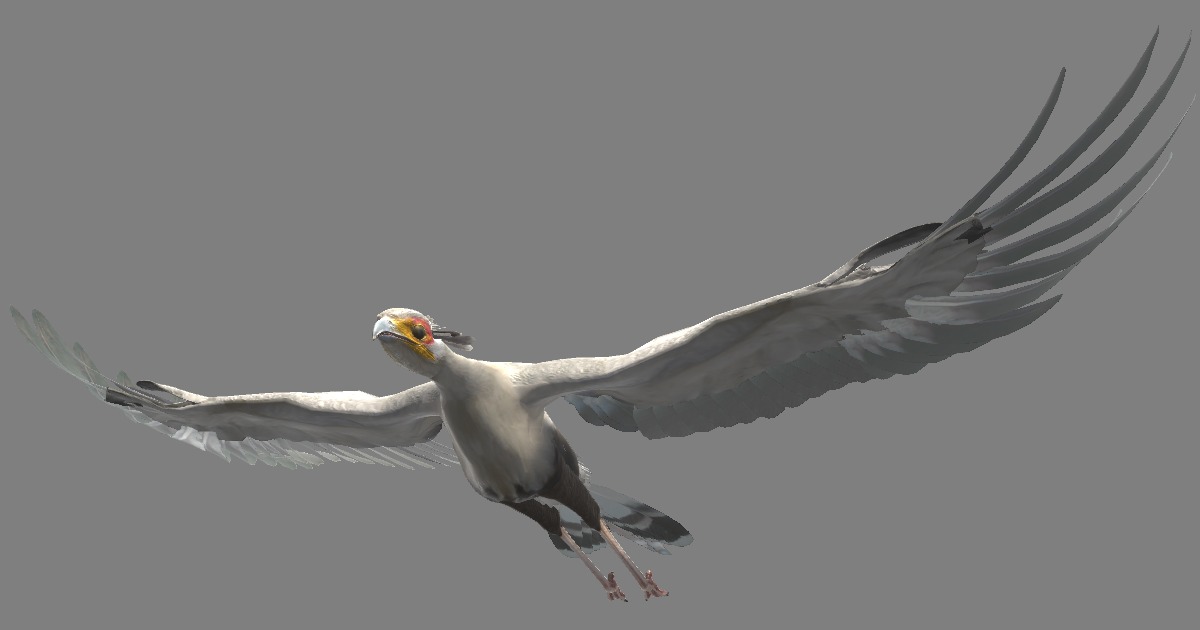 Secretarybird | Characters | Unity Asset Store