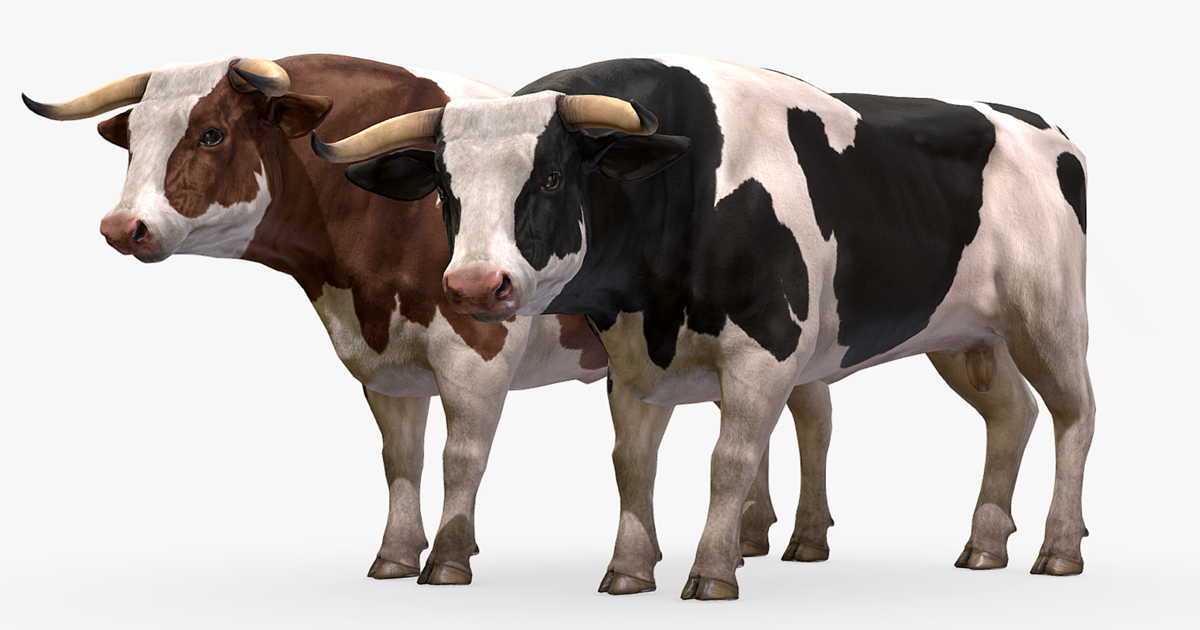 Bull realistic | 캐릭터 | Unity Asset Store