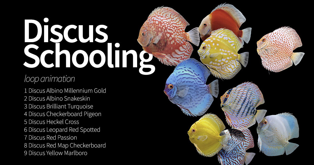 Discus Schooling | Characters | Unity Asset Store