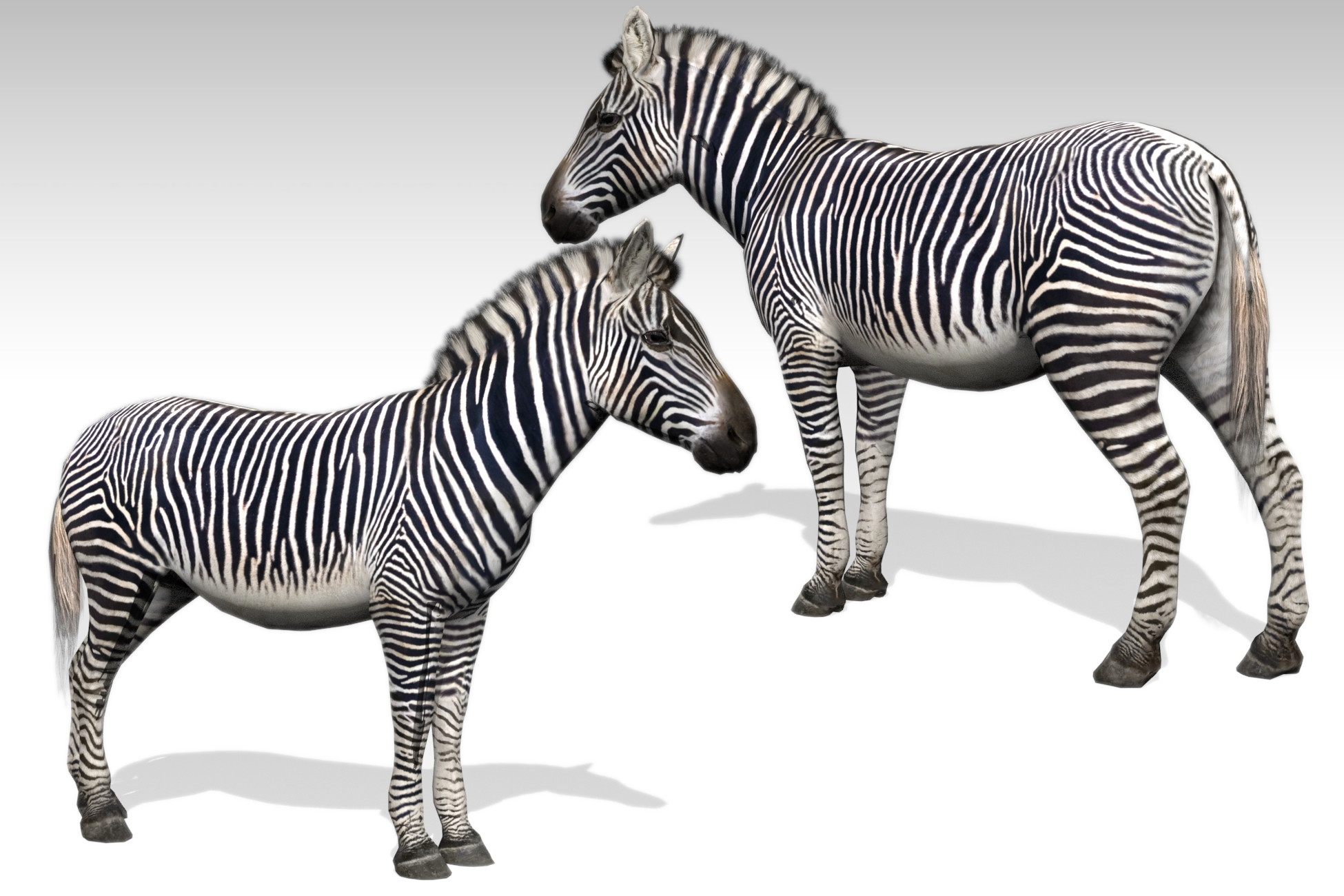 Zebra (Animated) | Characters | Unity Asset Store